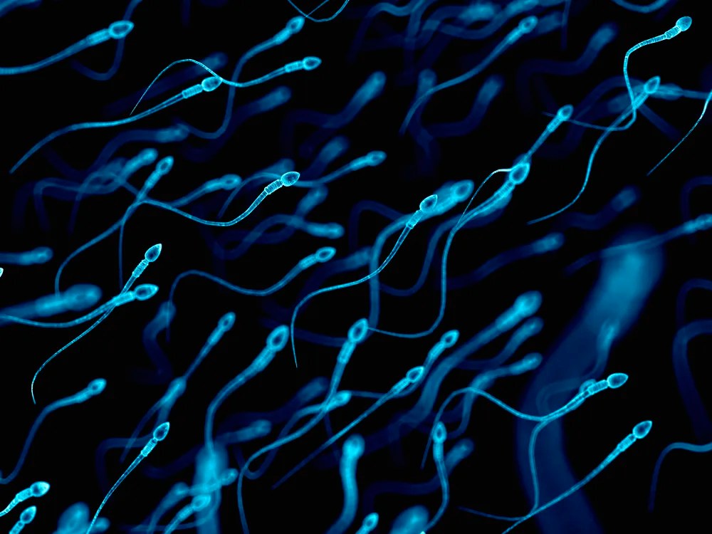 Decreasing Sperm Count – Gondolath – Deep State Study Group
